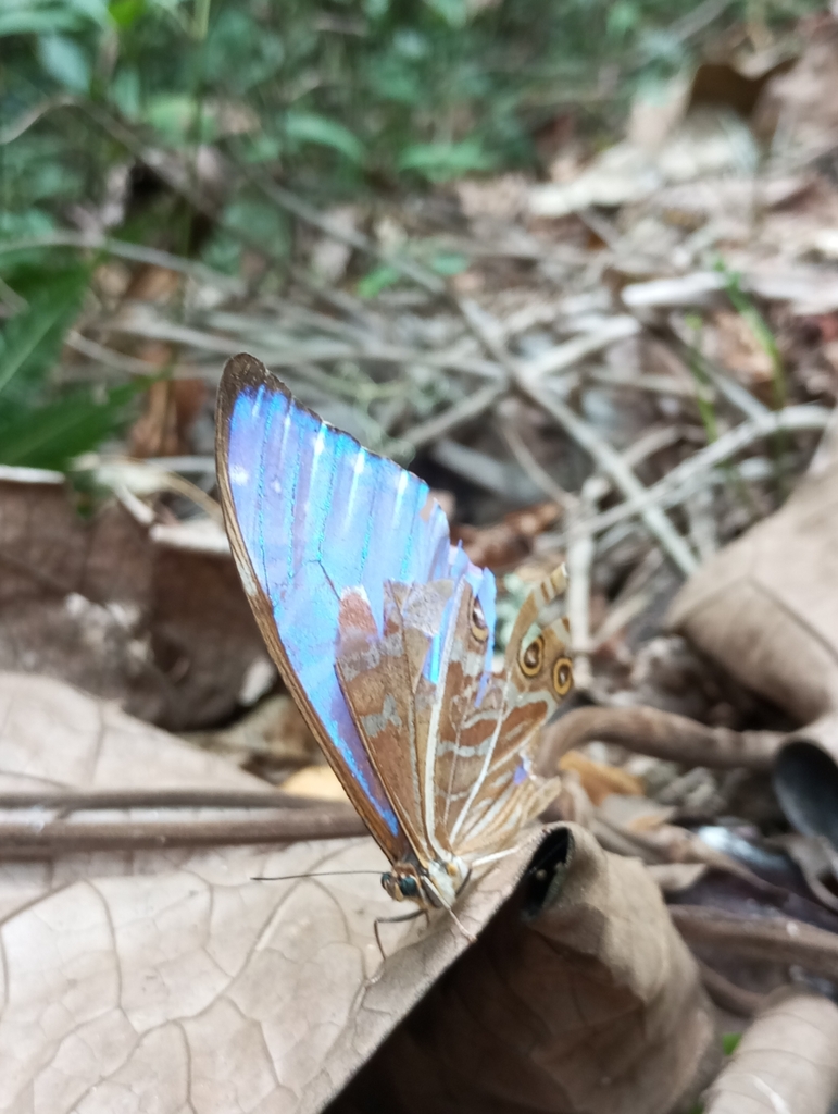 Morpho rhodopteron in April 2024 by Fundacion ProAves. Jesús Oswaldo ...