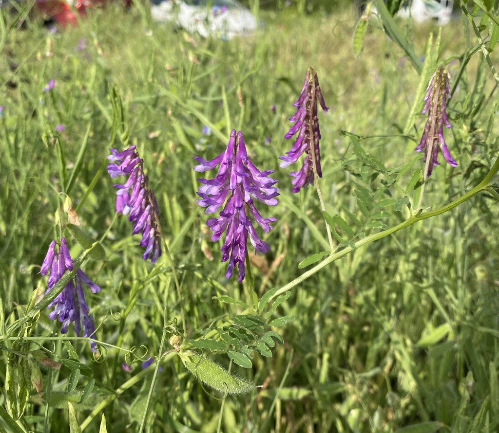 hairy vetch from Trinity River Audubon Center, Dallas, TX, US on April ...