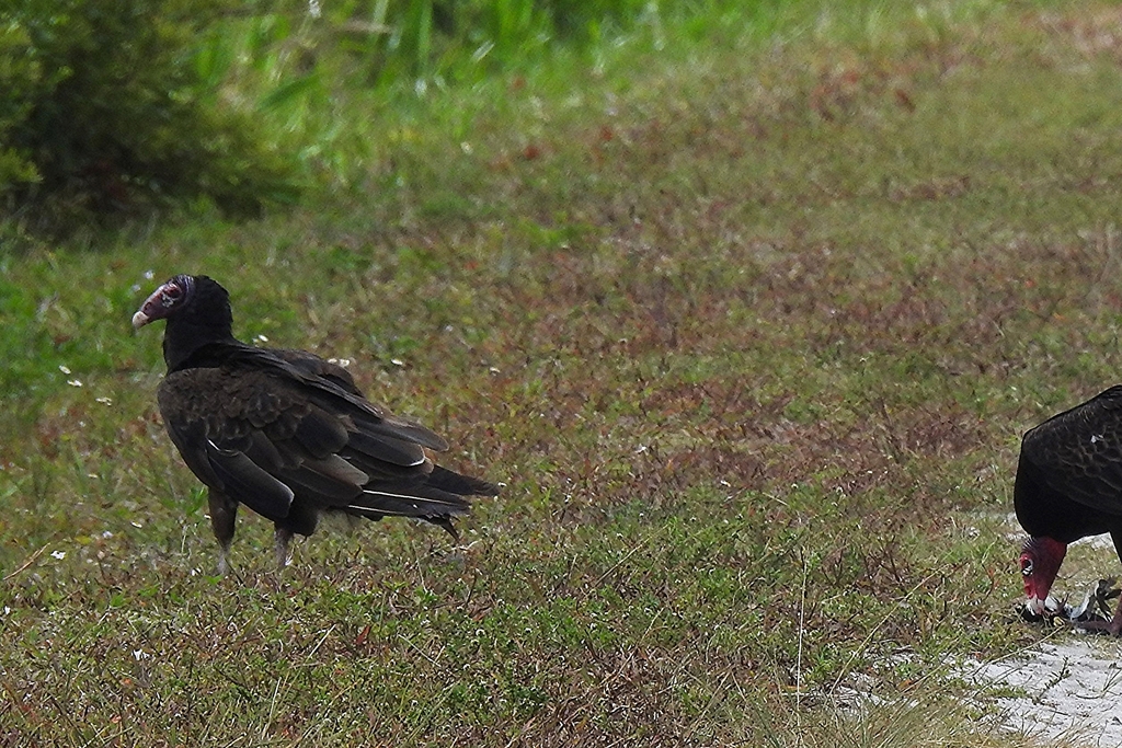 Turkey Vulture from Arthur R. Marshall Loxahatchee Wildlife Refuge ...
