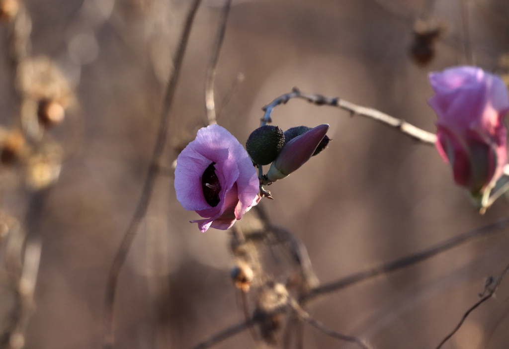 Gossypium aridum from San Ignacio, Sin., México on April 28, 2024 at 04 ...
