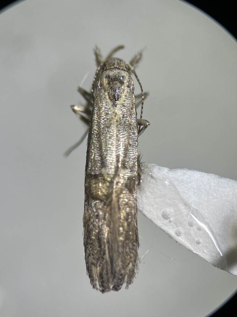 Curved-horn Moths from The I-20 Wildlife Preserve & Jenna Welch Nature ...