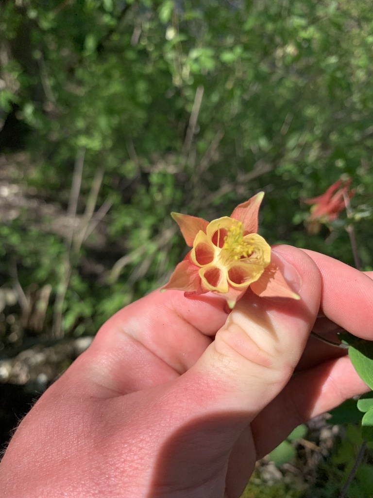 red columbine in May 2024 by olieland. Zone C, common, only on rock, W ...