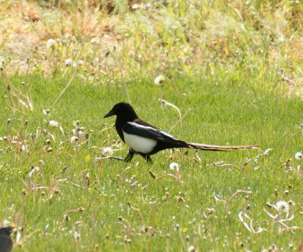 Black-billed Magpie from Deer Flat National Wildlife Refuge, Nampa ...