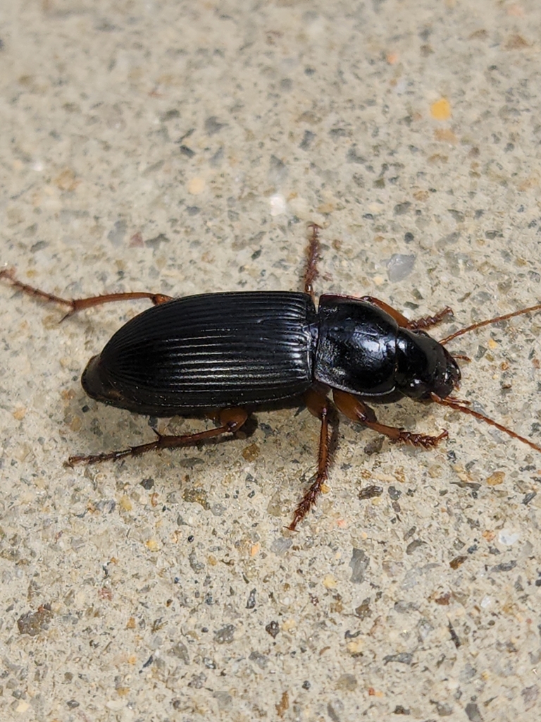 Pennsylvania Dingy Ground Beetle from Cassatt, SC 29032, USA on ...