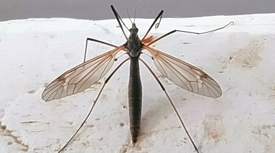 Tipula luna from İstanbul, Türkiye on April 21, 2024 at 05:31 PM by Cem ...