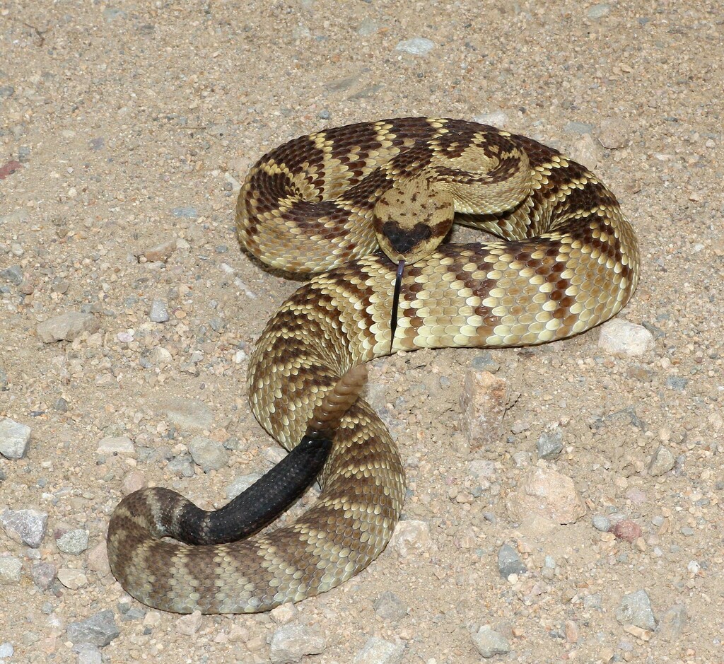 Northern Black-tailed Rattlesnake from Santa Cruz County, AZ, USA on ...