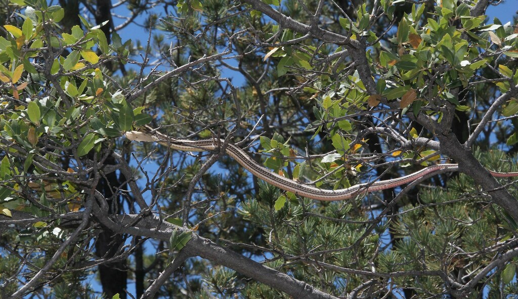 Striped Whipsnake from Grant County, NM, USA on May 25, 2015 at 11:50 ...
