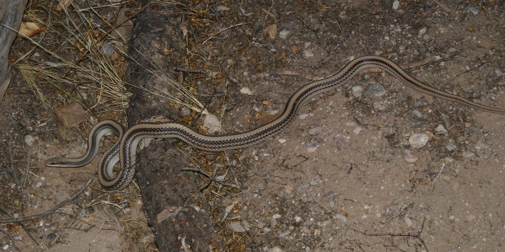 Western Patch-nosed Snake from Pinal County, AZ, USA on May 12, 2017 at ...