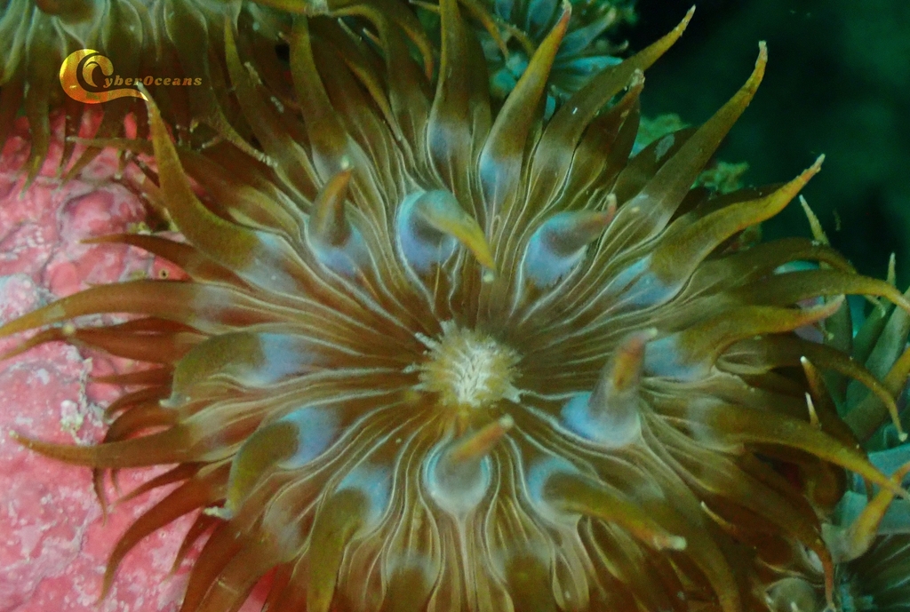 Couch's Trumpet Anemone from 2750 Cascais, Portugal on April 25, 2024 ...