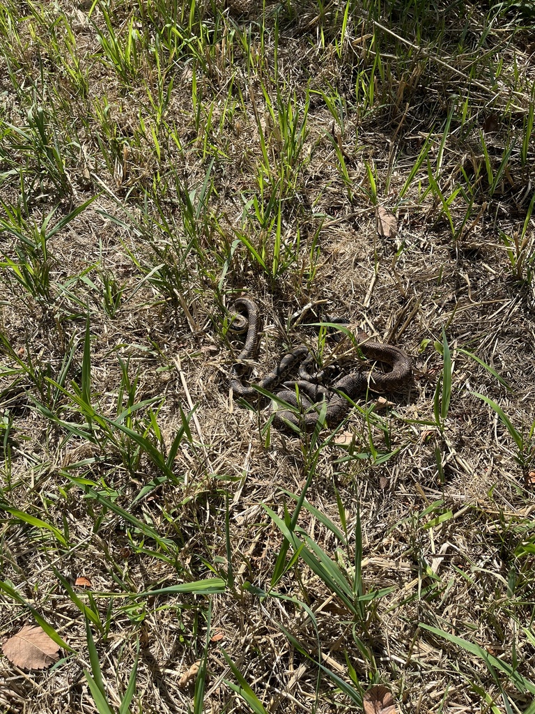 Eastern Hognose Snake from Mount Vernon, IA, US on September 17, 2023 ...