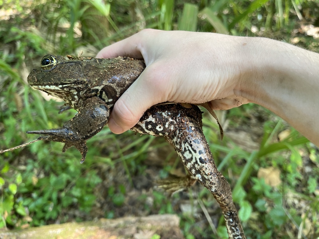American Bullfrog in May 2024 by Matthew. Found under a log · iNaturalist