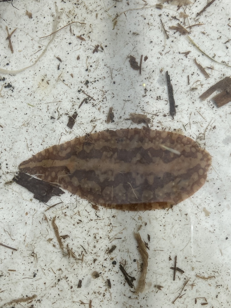 Smooth Turtle Leech from Wood Lake Nature Center, Richfield, MN, US on ...