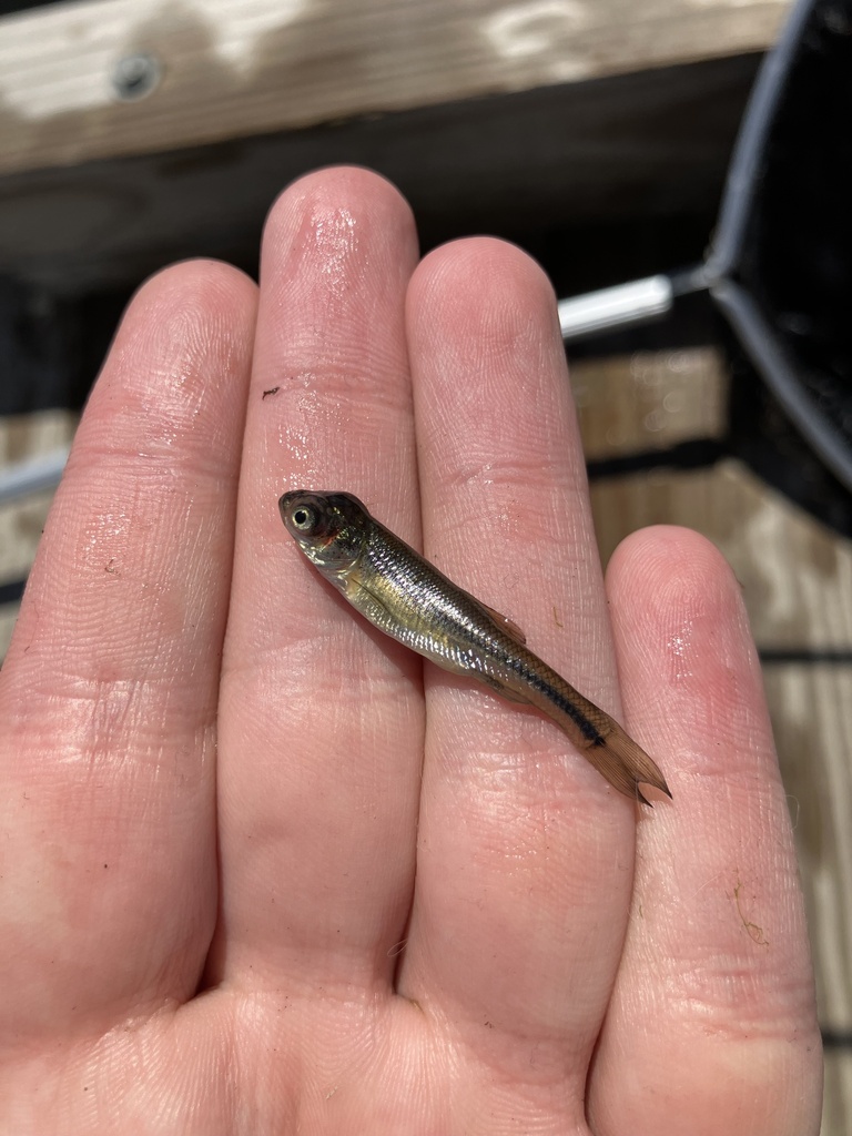 Fathead Minnow from Wood Lake Nature Center, Richfield, MN, US on May 1 ...