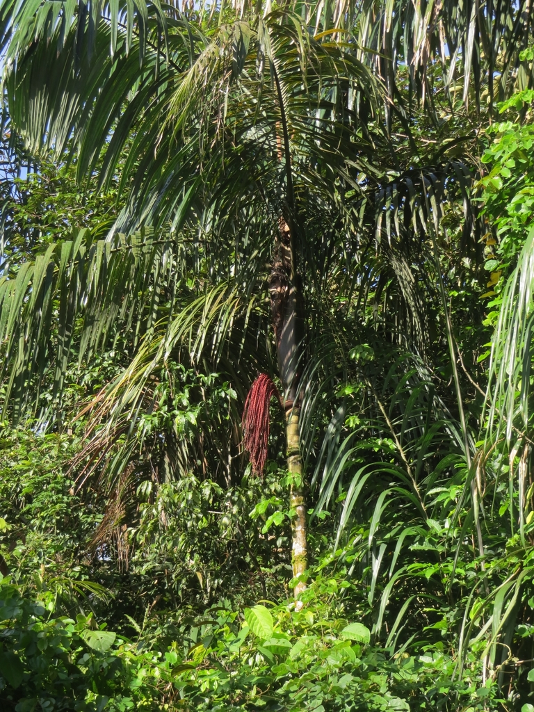 Bacaba (Flora da Reserva Ducke) · iNaturalist