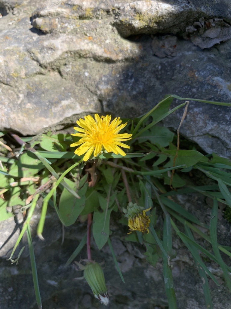 common dandelion in May 2024 by olieland. Zone C substrate. Locally ...