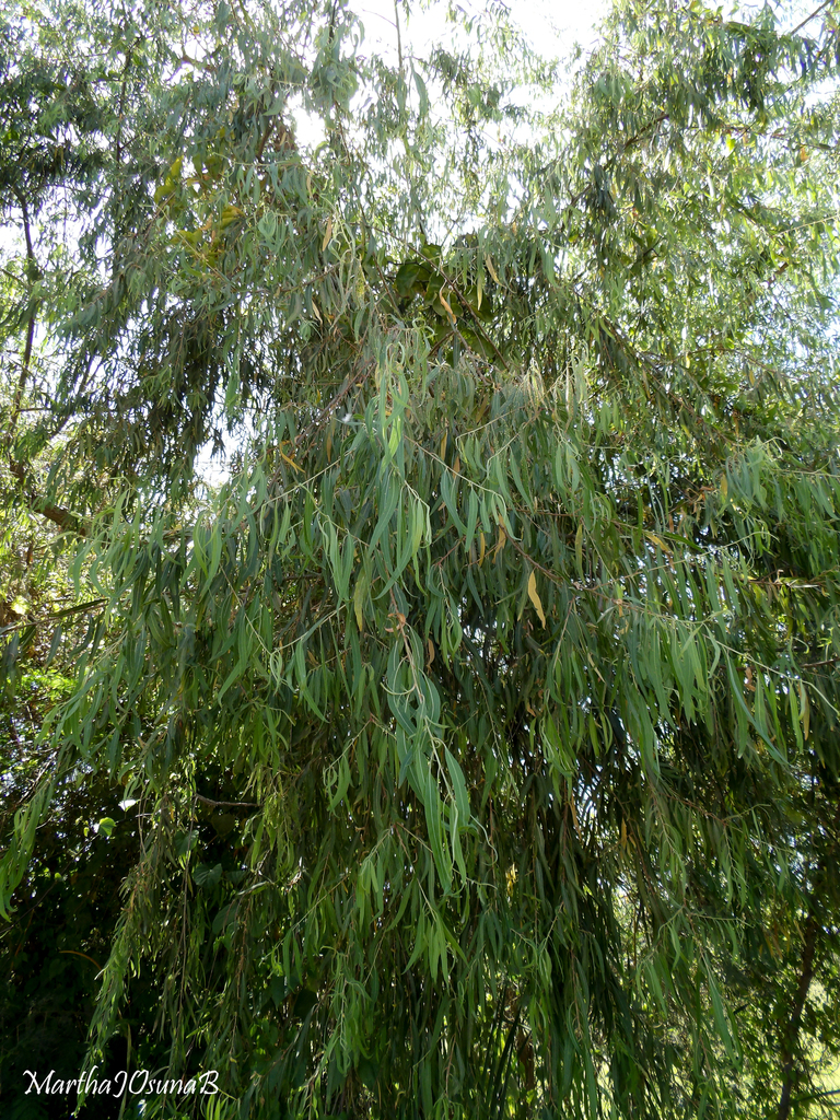 ahuejotes desde Culiacán, Sin., México el 28 de abril de 2024 a las 02: ...