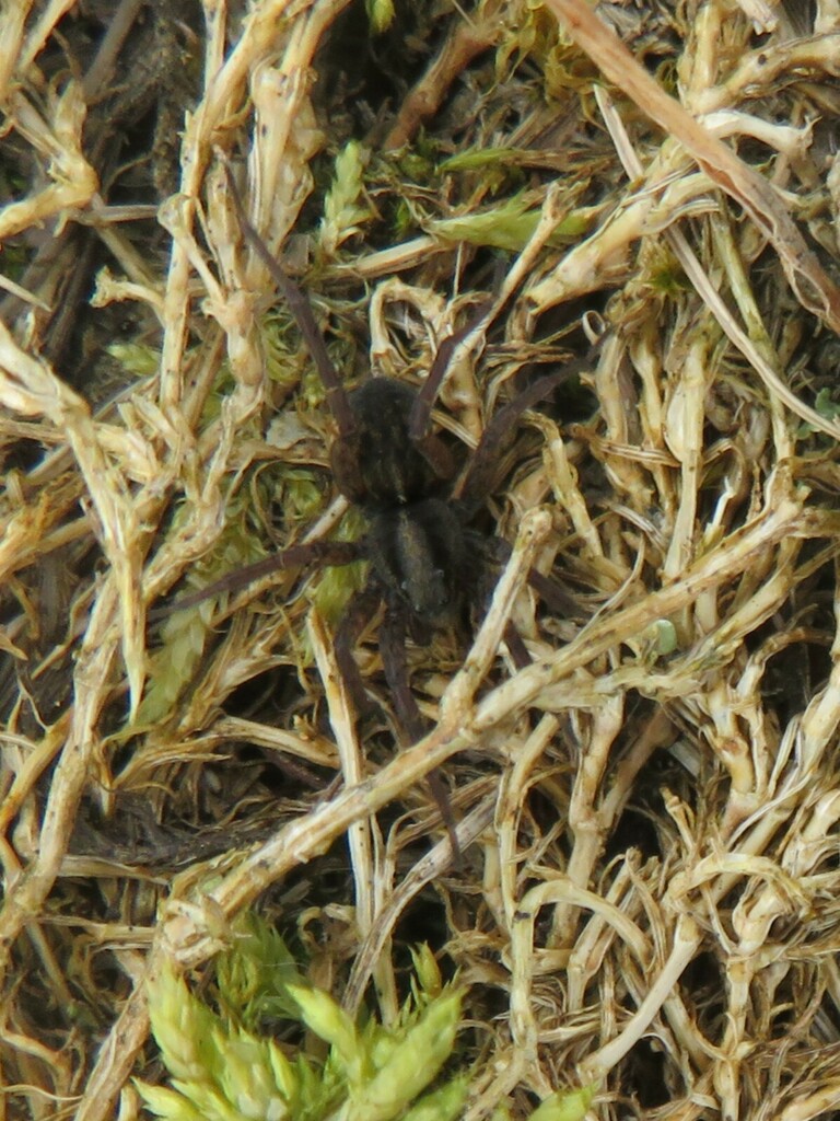 Thin-legged Wolf Spiders from Garrigill, Cumbria, UK on May 1, 2024 at ...