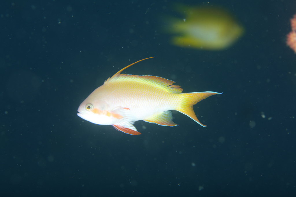 Threadfin Anthias from Boracay Island, Malay, Aklan, Philippines on ...