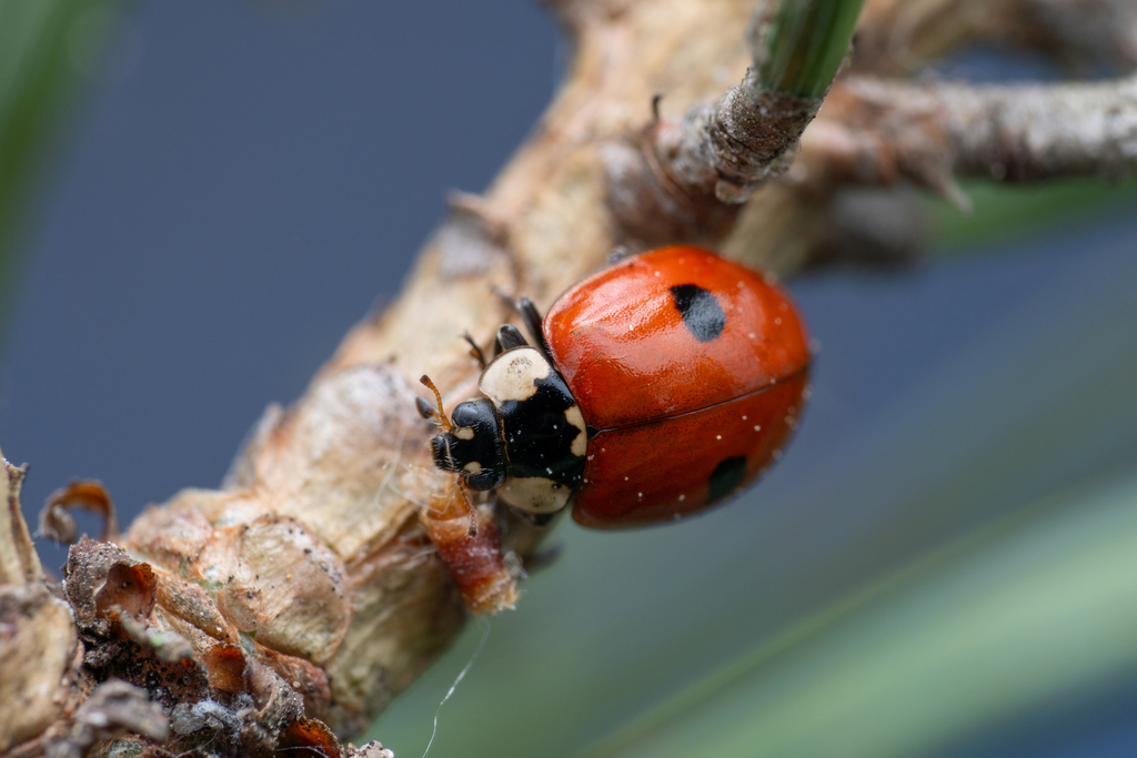 Two-spotted Lady Beetle in May 2024 by Stefanie Mückner · iNaturalist