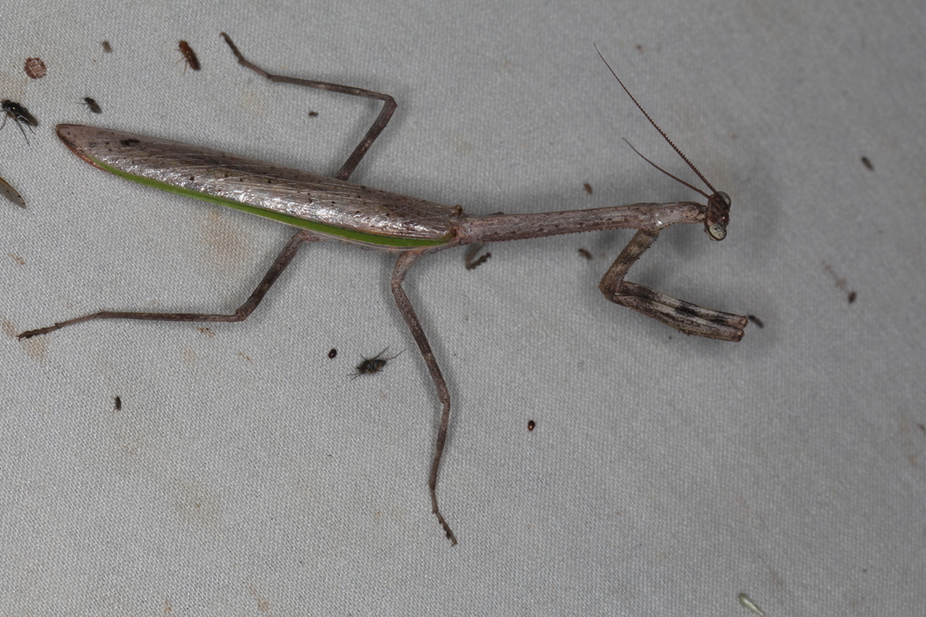 Pseudovates from Mana 97360, Guyane française on October 15, 2021 at 05 ...