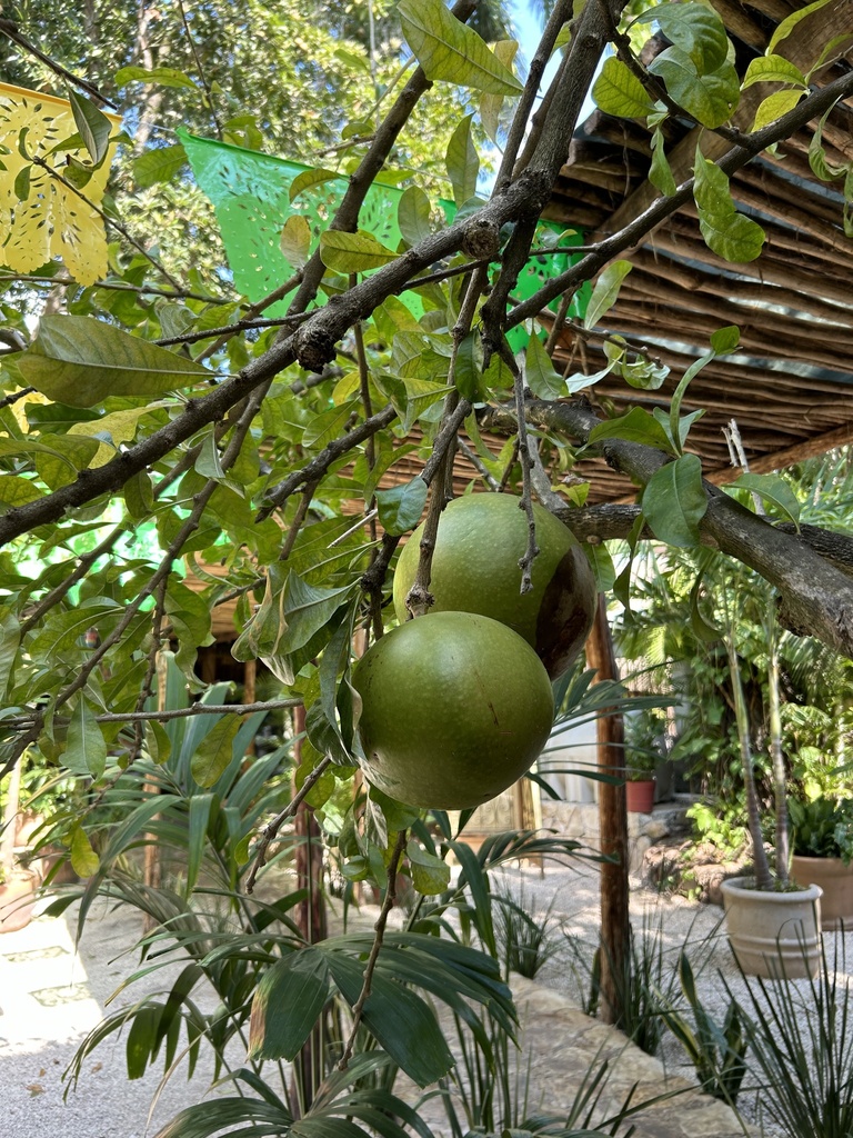 Calabash Tree from Calle 30, Izamal, Yuc., MX on May 1, 2024 at 02:58 ...