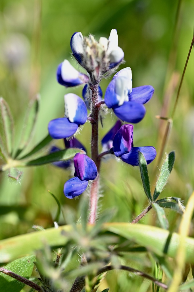 Miniature Lupine from Oak Bay, BC, Canada on May 1, 2024 at 12:13 PM by ...