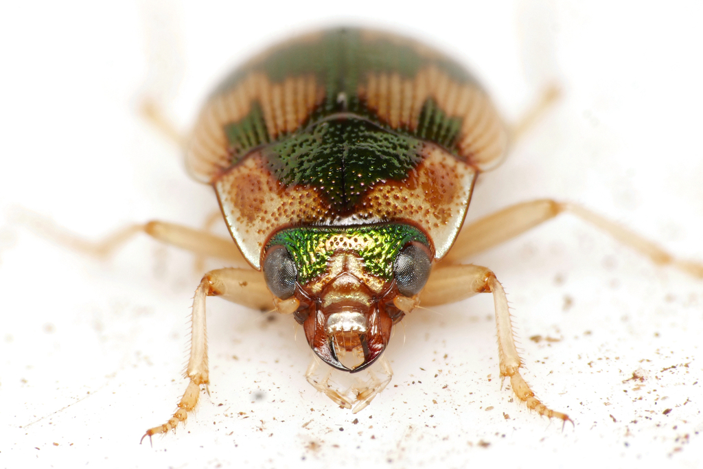 spangled button beetle from Aalborg, DK-ND, DK on April 27, 2024 at 11: ...