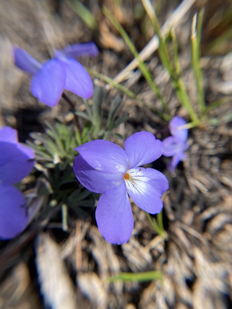bird's foot violet from Hastings, MN, US on May 1, 2024 at 11:45 AM by ...
