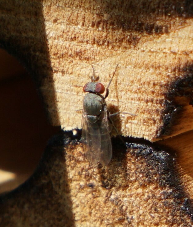 Houdini Fly from Wilburton, Bellevue, WA, USA on May 01, 2024 at 12:04 ...