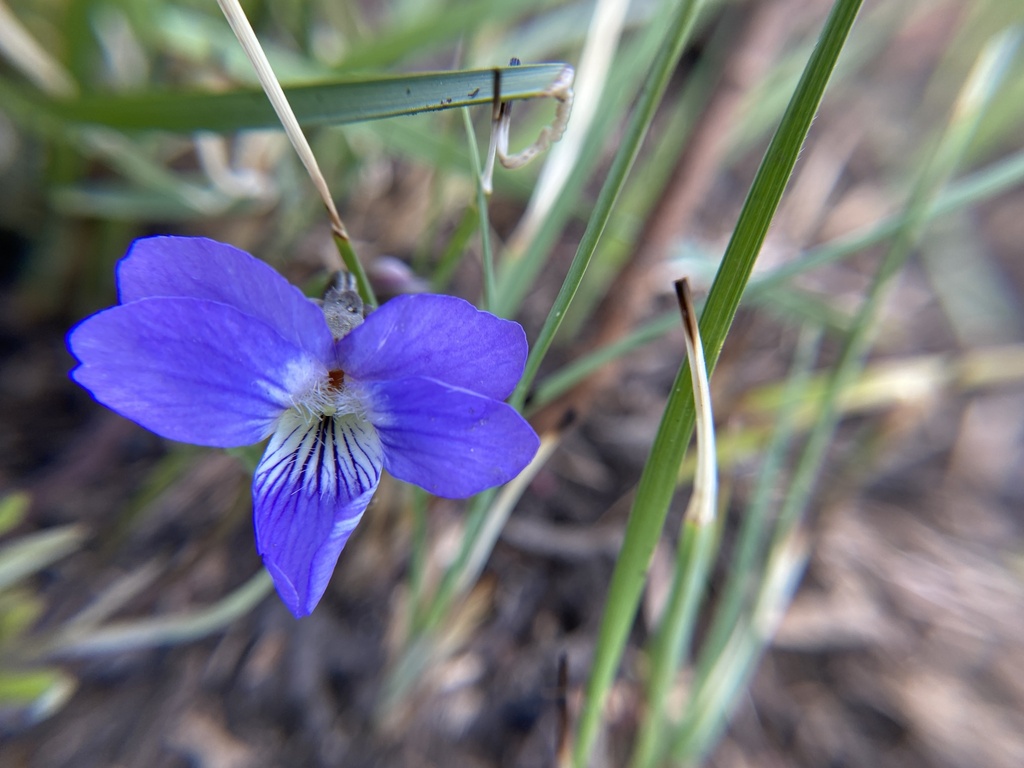 Prairie Violet from Hastings, MN, US on May 1, 2024 at 11:43 AM by ...