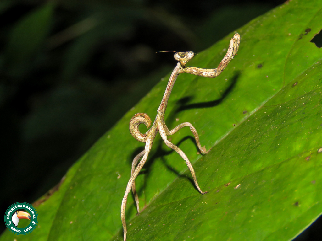 Pseudovates from Rebio Tinguá - Nova Iguaçu on April 27, 2024 by Diogo ...