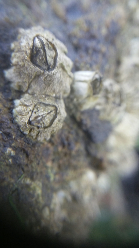 Acorn Barnacle (Sessile Organisms Plate data) · iNaturalist