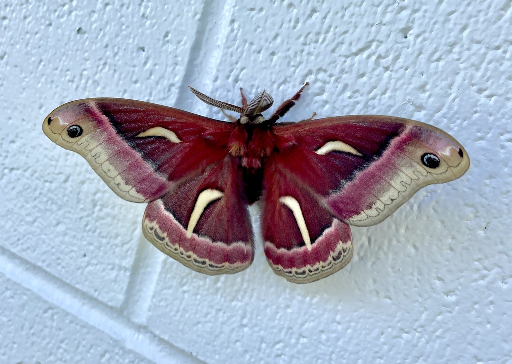 Ceanothus Silk Moth from Pipers Lagoon Park, Nanaimo, BC, CA on May 1 ...