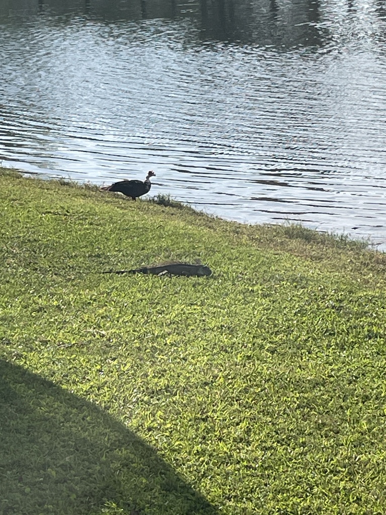 Green Iguana from American Express Way, Plantation, FL, US on May 1 ...