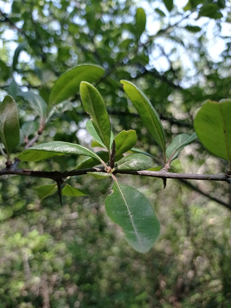 Gum bumelia from 66279 N.L., México on May 1, 2024 at 02:37 PM by Pepe ...