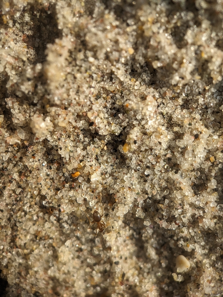 Turfgrass Ant from Rockaway Point, NY 11697, USA on April 29, 2024 at ...