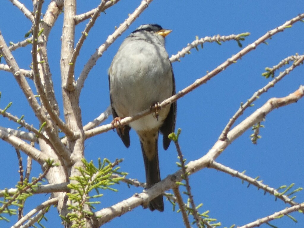 White-crowned Sparrow from Greenwood, Seattle, WA, USA on May 1, 2024 ...