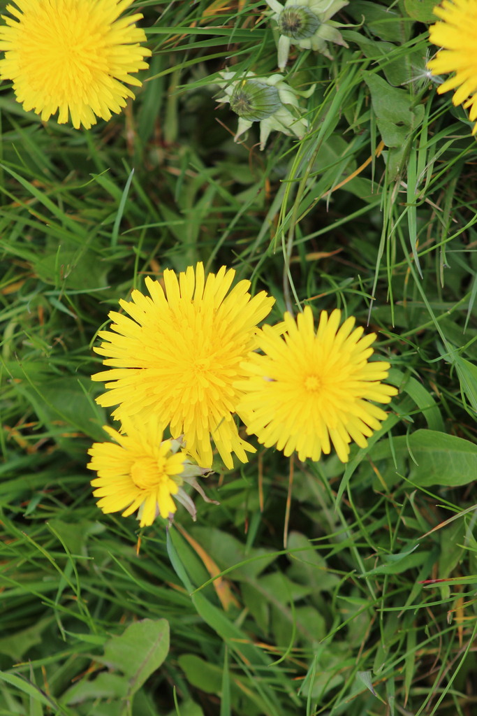 common dandelion from Manchester, UK on April 24, 2024 at 12:15 PM by ...