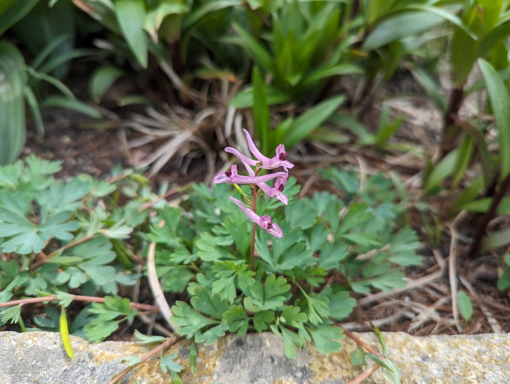 Bird-in-a-bush in April 2024 by Ryan Sorrells · iNaturalist