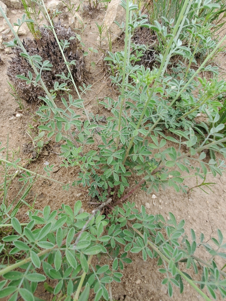 Golden Prairie Clover from Decatur, TX 76234, USA on 01 May, 2024 at 11 ...