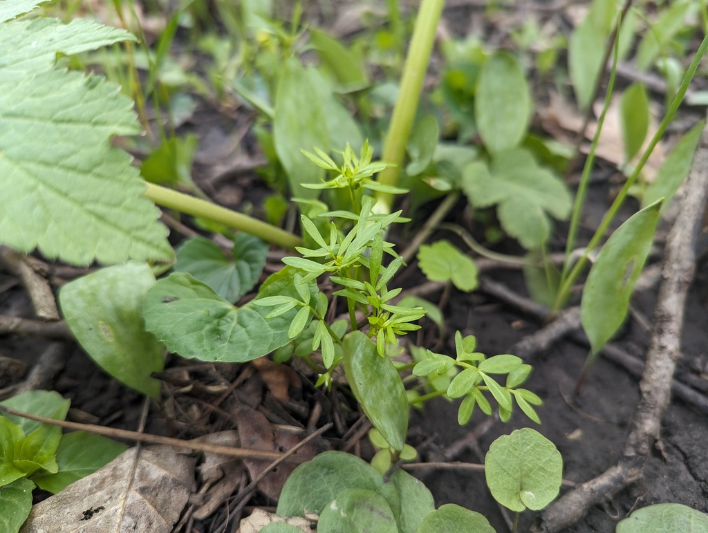 false mermaid in April 2024 by Ryan Sorrells · iNaturalist