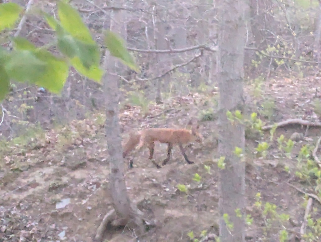 Red Fox in April 2024 by Ryan Sorrells · iNaturalist