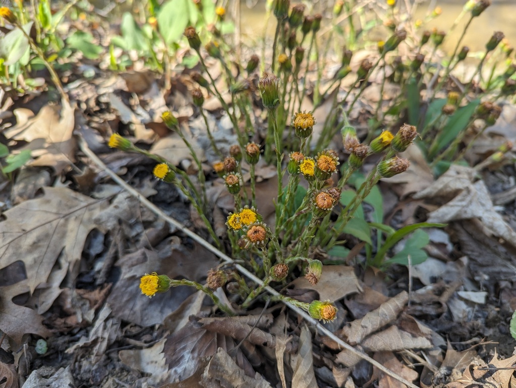 colt's-foot in April 2024 by Ryan Sorrells · iNaturalist