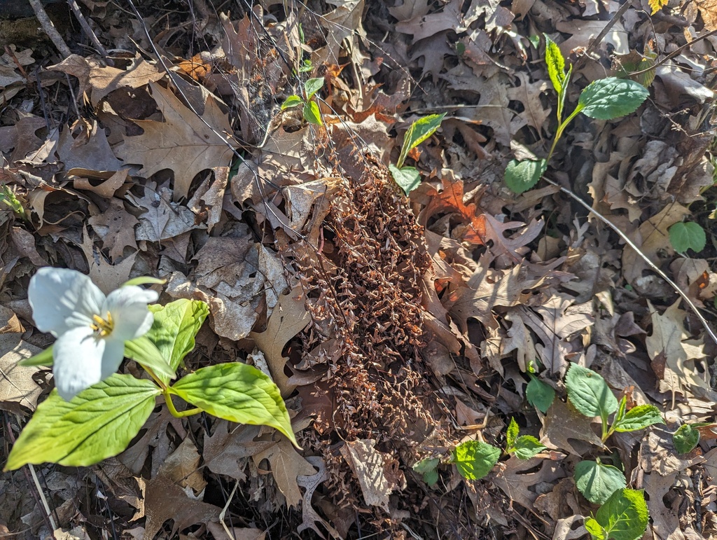 northern maidenhair fern in April 2024 by Ryan Sorrells · iNaturalist