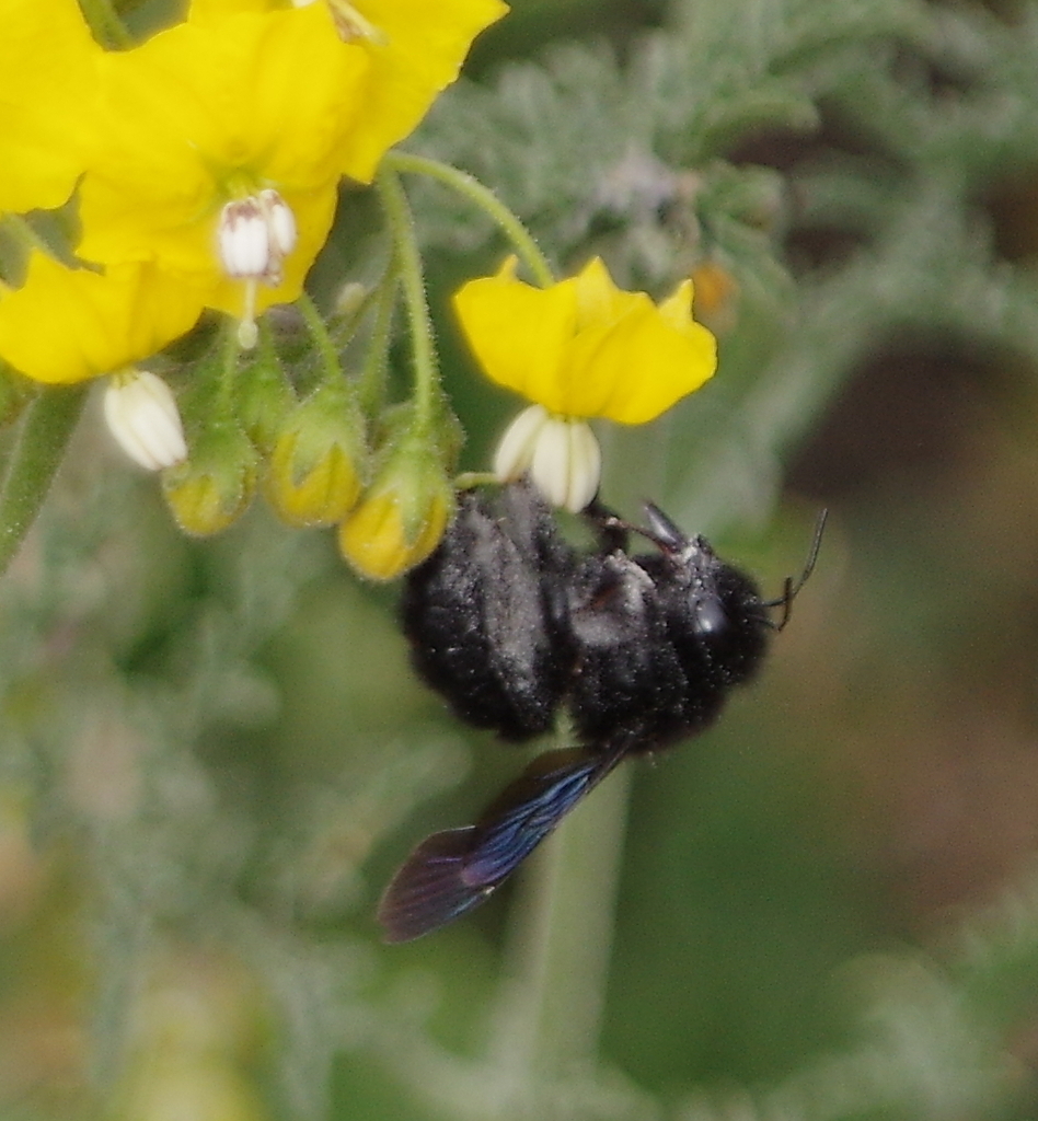 Honey Bees, Bumble Bees, and Allies from Putre, sector La Chakana Lodge ...