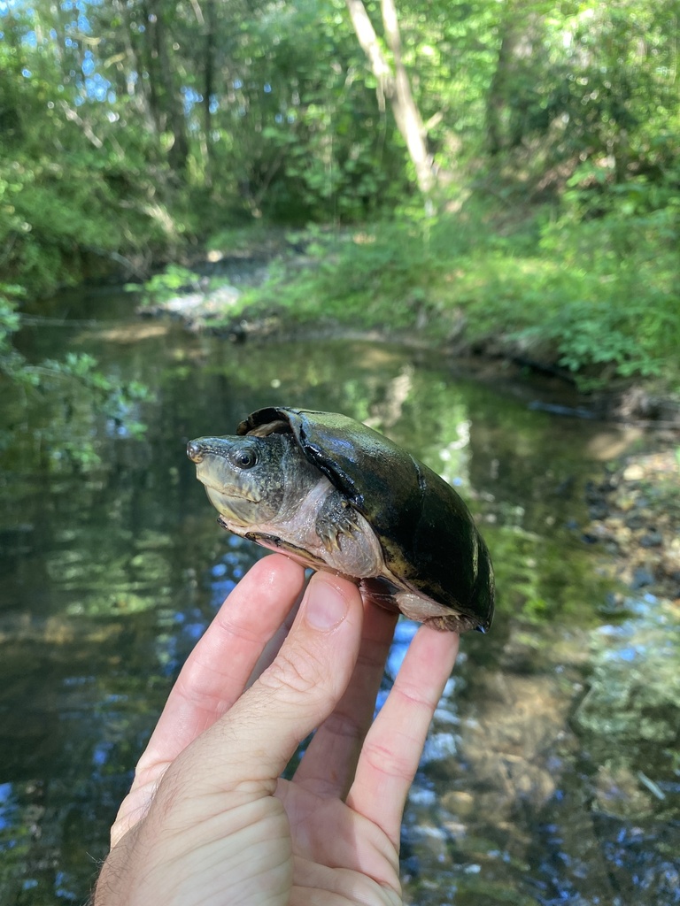 Stripe-necked Musk Turtle in May 2024 by Grover J. Brown · iNaturalist