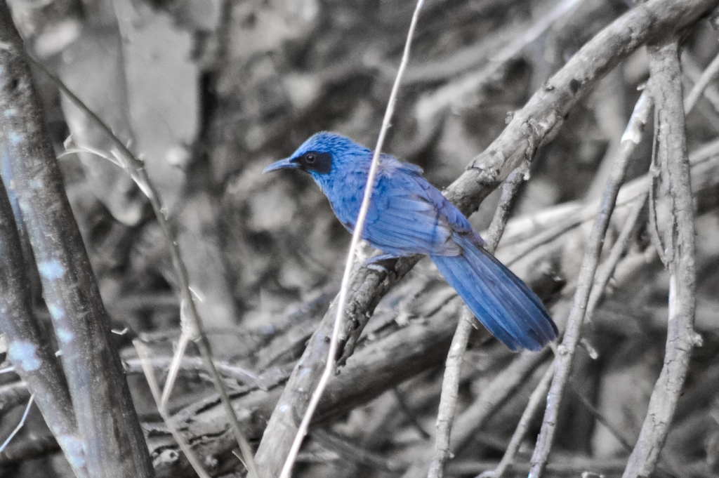 Blue Mockingbird from Cascada Los Huenchos on April 30, 2024 at 08:15 ...