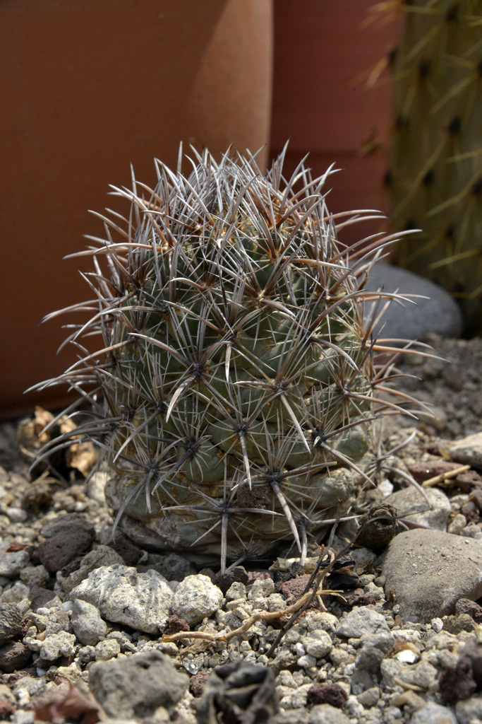 Coryphantha difficilis from FES Zaragoza, Campus II, Invernadero ...