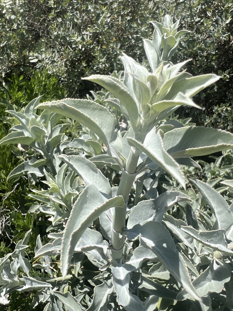 white sage from Hopkins Wilderness Park, Redondo Beach, CA, US on April ...