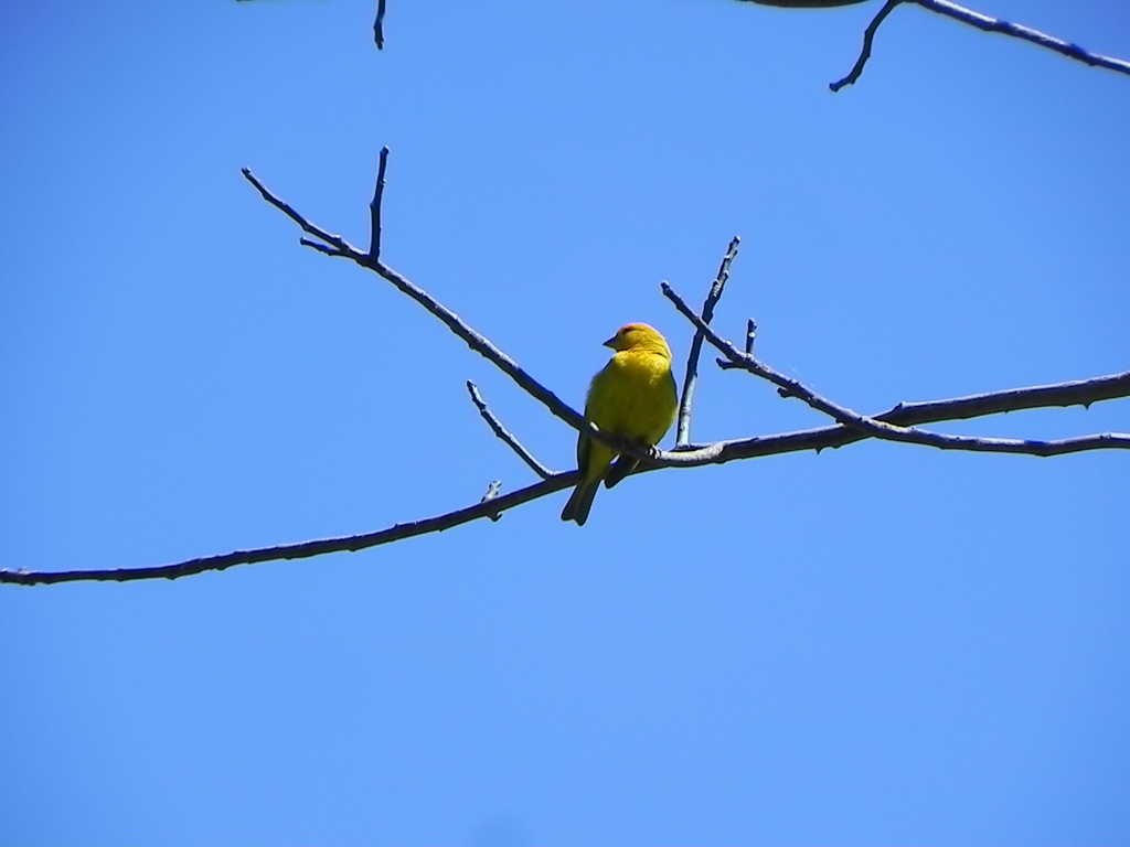 Saffron Finch from Brasília - DF, Brasil on April 27, 2024 at 11:22 AM ...